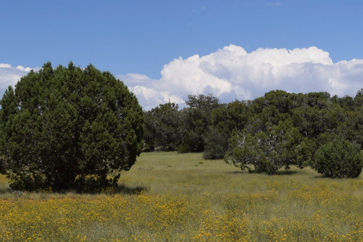 Juniper Mountain Ranches – SeligmanAZ.us