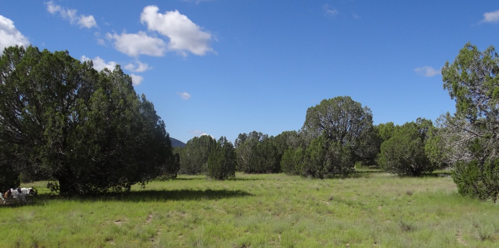 Lot 74 – Green Pastures Here! Gentle Slopes and Soft Soil – SeligmanAZ.us