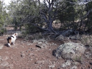 Lot 473 Sierra Verde Ranch – SeligmanAZ.us